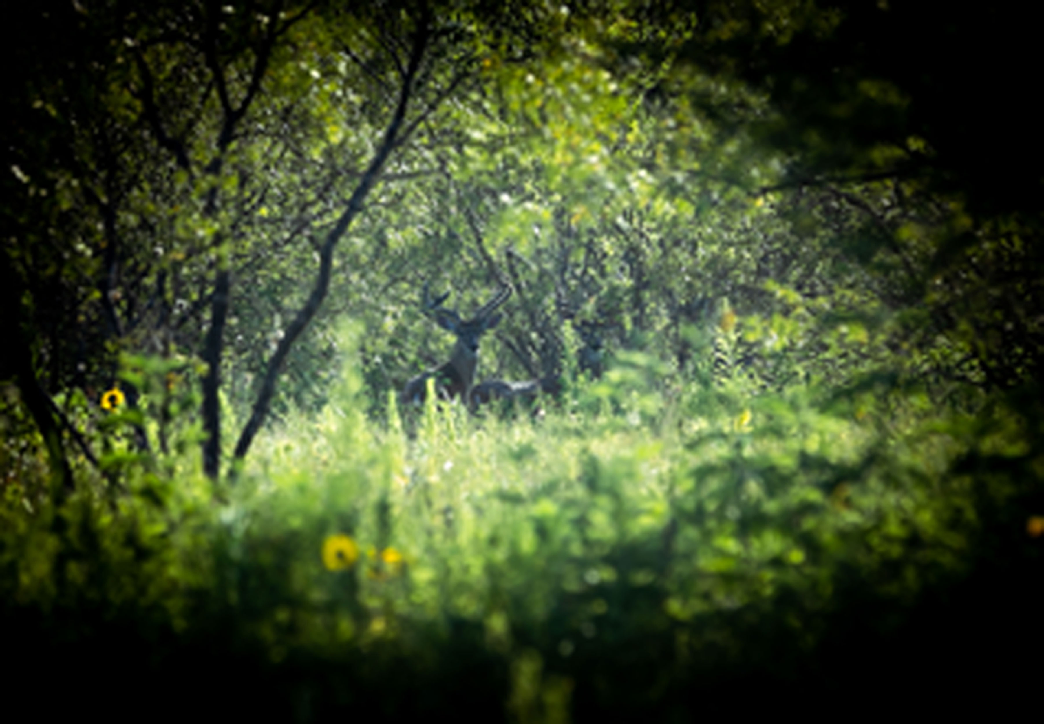 White Tail Hunts - Wild Horns Ranch